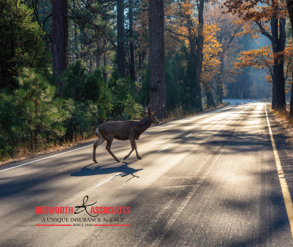 Will Insurance Cover Me If I Hit a Deer? - Auto Insurance Questions